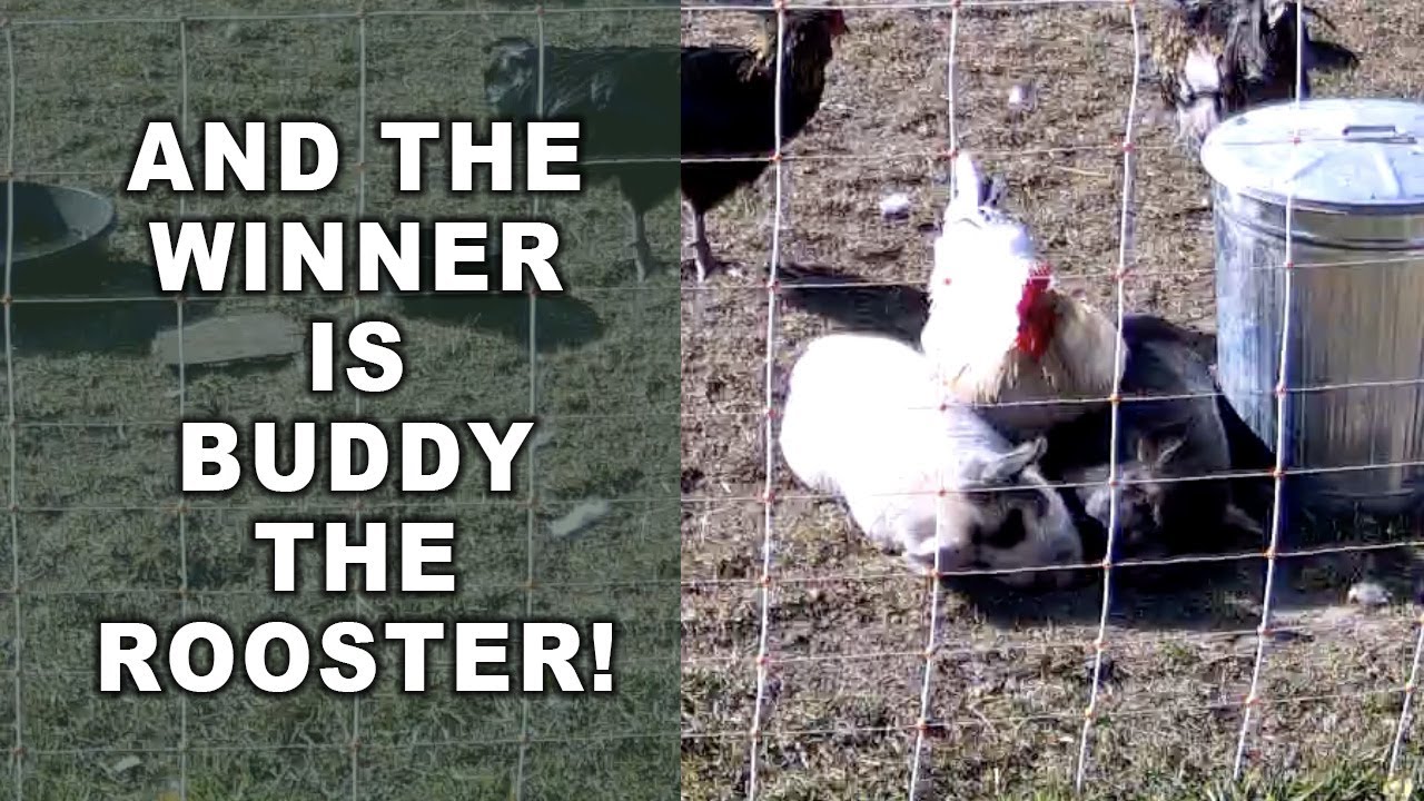 New Kunekune Boar & Barrow Meet The Roosters - YouTube