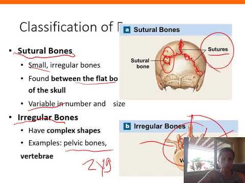API Skeletal System Part 1 - YouTube