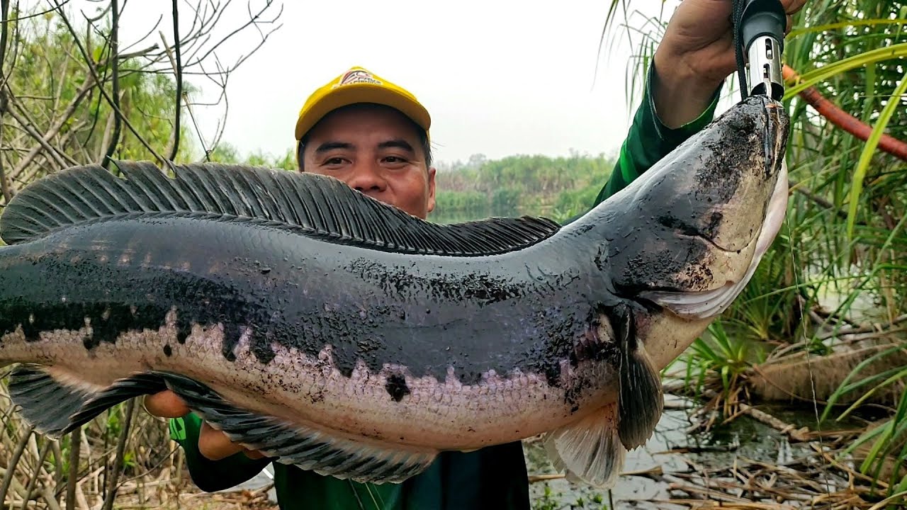 Mancing Toman terbesar super Jumbo Sungai Sebangau - YouTube