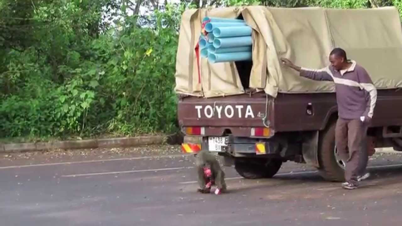 funny baboons stealing - YouTube