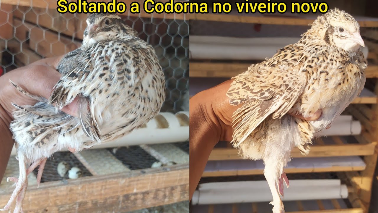 SOLTANDO as CODORNA GIGANTE no VIVEIRO NOVO - YouTube