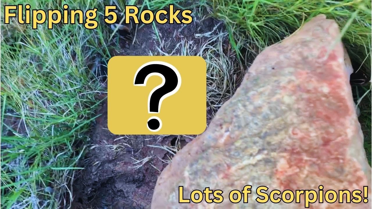 Flipping 5 Rocks To See What Animals I Can Find. Lots of Scorpions ...