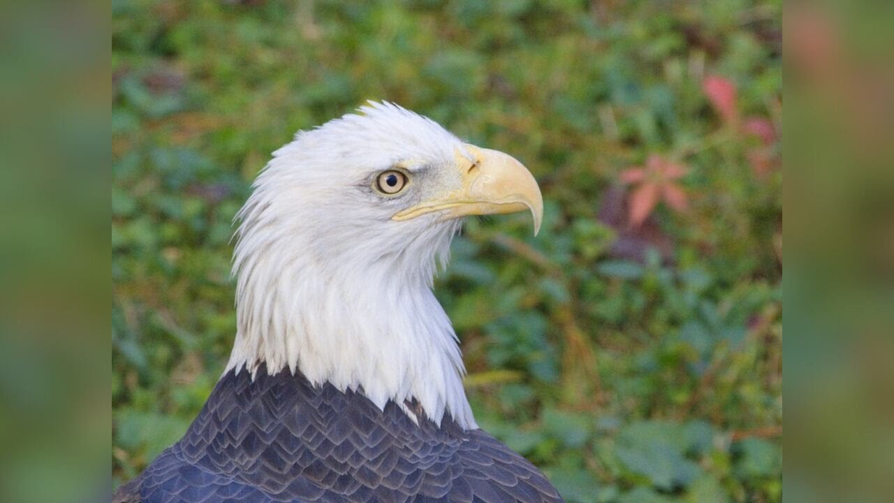 American Bald Eagle finally named the official bird of United States ...