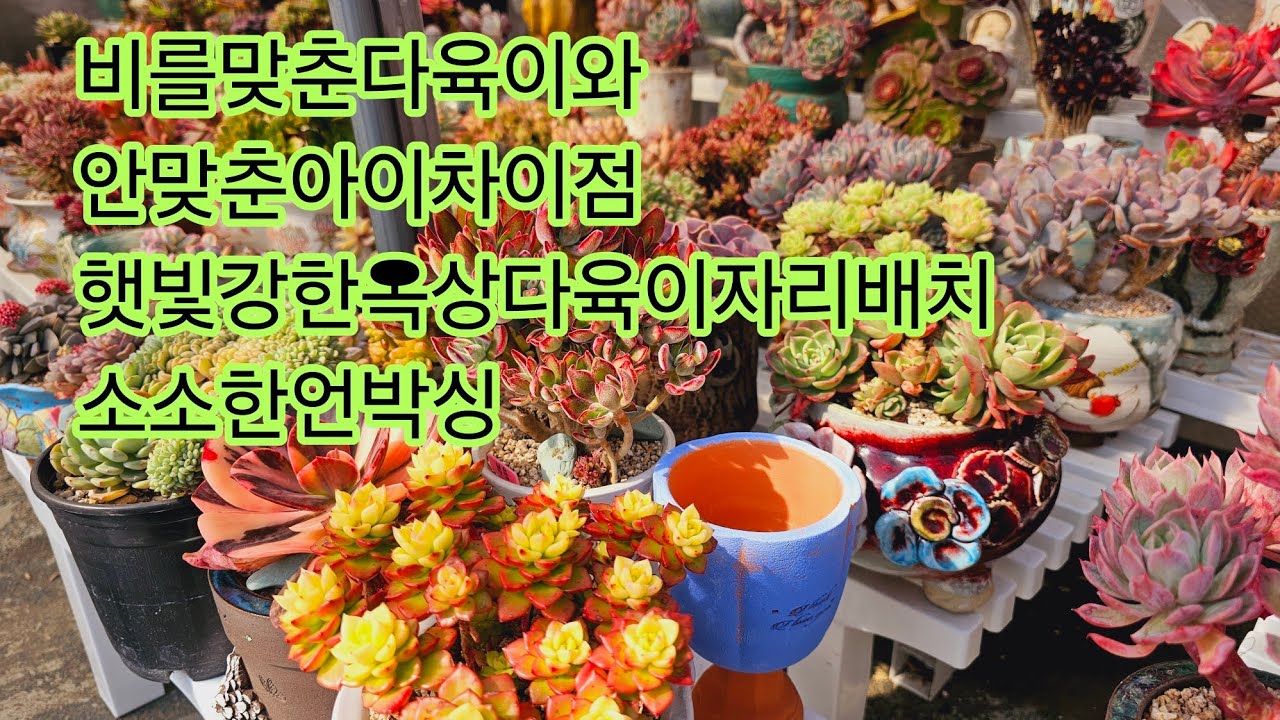 비닐가림 철수전 옥상다육소식비를 맞춘아이와안맞춘다육아이차이점햇빛이강한옥상디육자리배치미미네옥상다육🌸24313korean