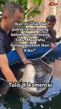 Ikan Kiko 70 cm #fish #koifish bowo arwana giantking - YouTube