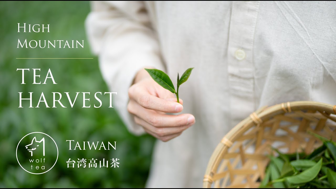 Tea Harvest and Growth in Taiwan High Mountain - YouTube