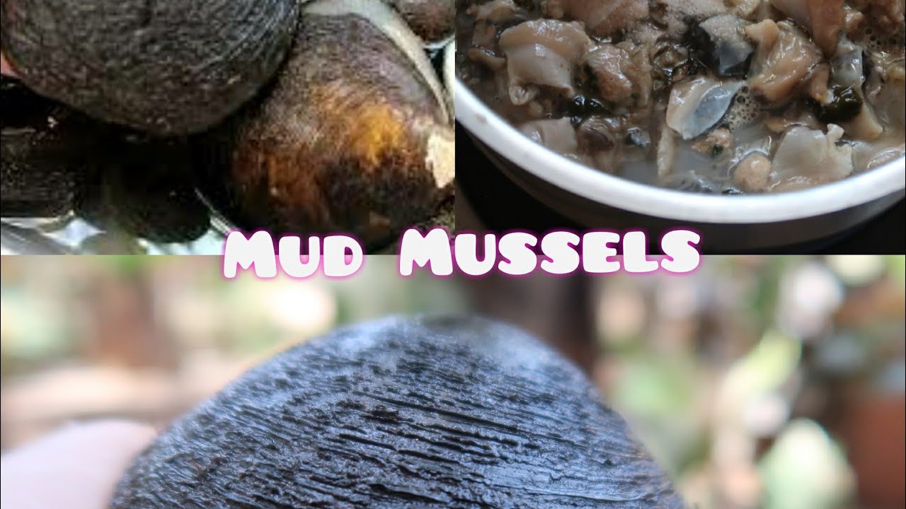 Clean and cook Mud Mussels ,Indian style. |Chikla Khube | Using sickle ...