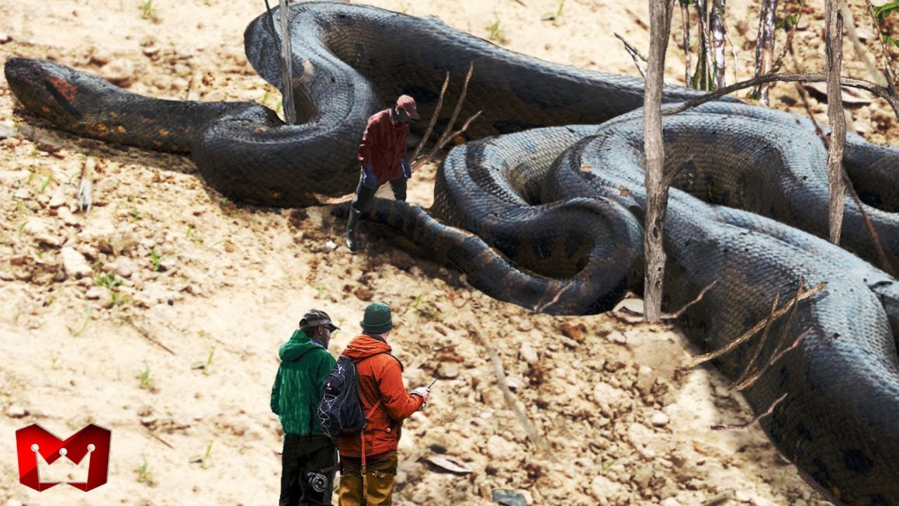 10 Ular Terbesar Yang Pernah Ditemukan Dalam Sejarah..!! Ternyata Di ...