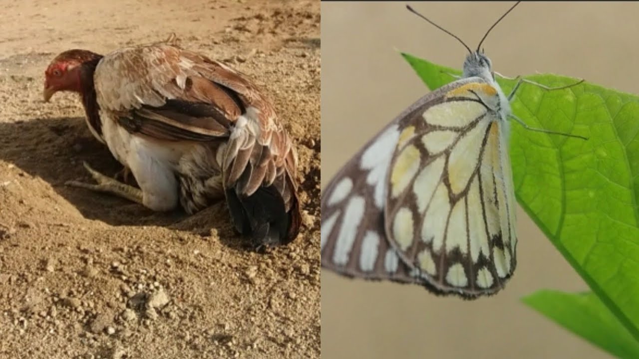 beautiful butterfly |hen|meme|short video - YouTube