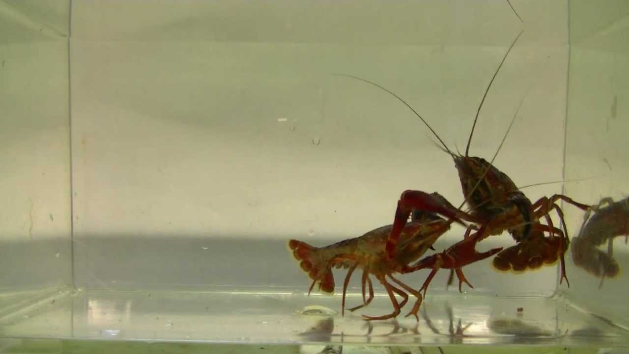 Battle of a crayfish Part3 - YouTube