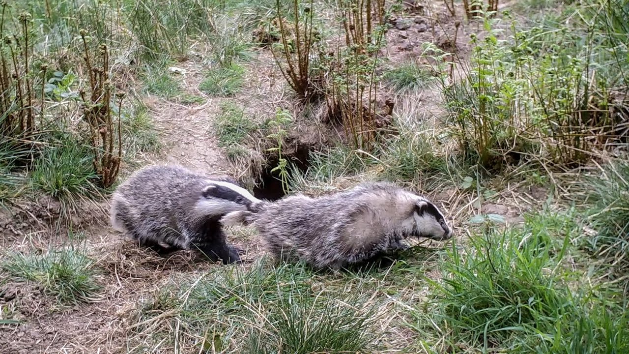 Fun and games for the badger twins - YouTube