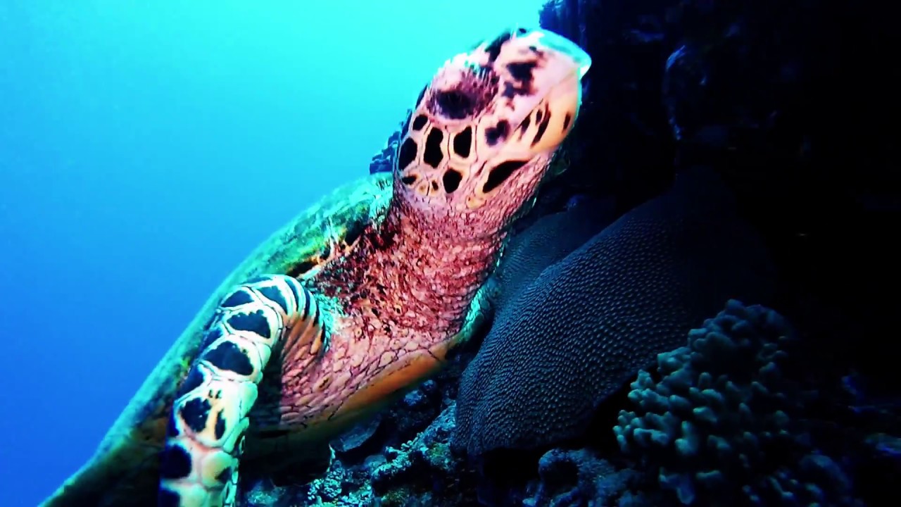 High Fiving Taveniko Turtle! - YouTube