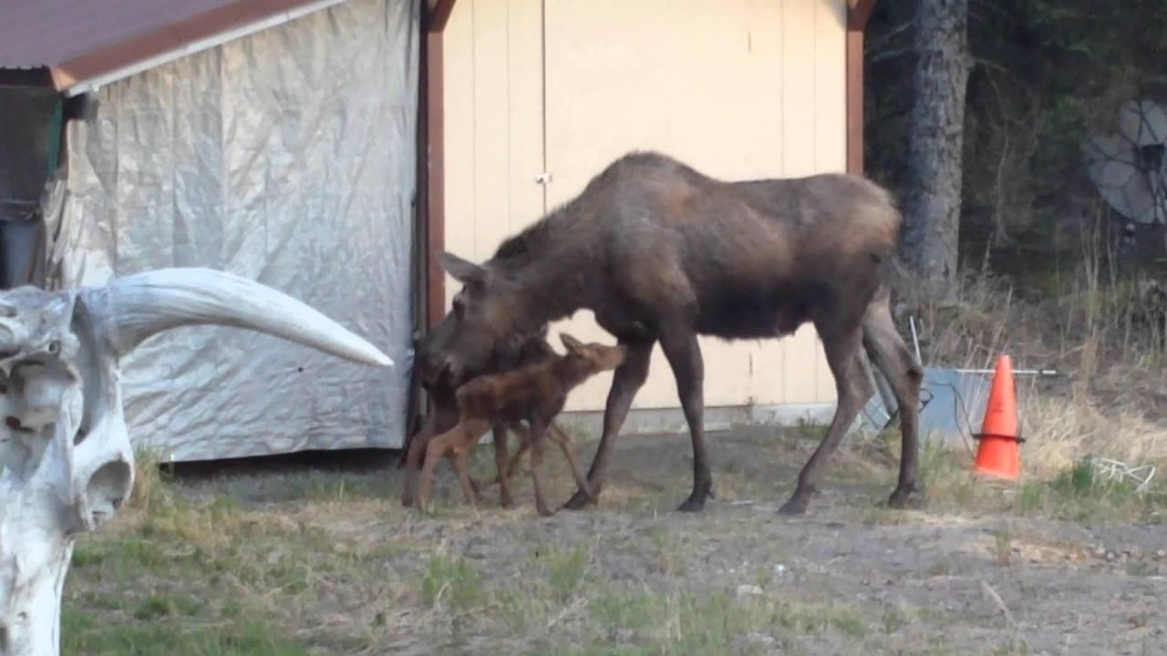 Baby Moose Nursing Anchor Point, Alaska - YouTube