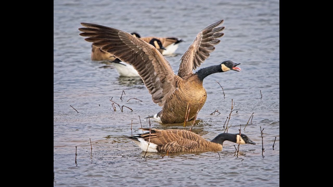 Armchair Ornithologist: The Birds of Finley National Wildlife Refuge ...