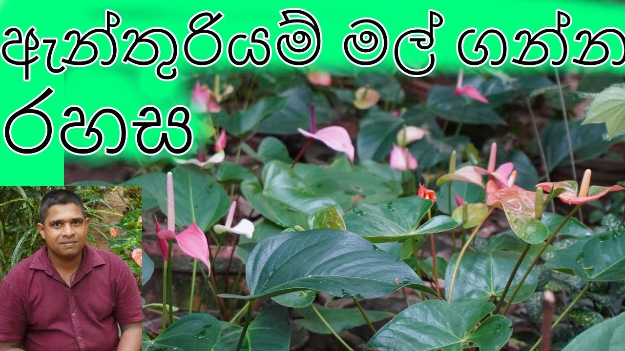 Anthurium cultivation ඇන්තුරියම් වගාව Anthurium wagawa Anthurium flower ...