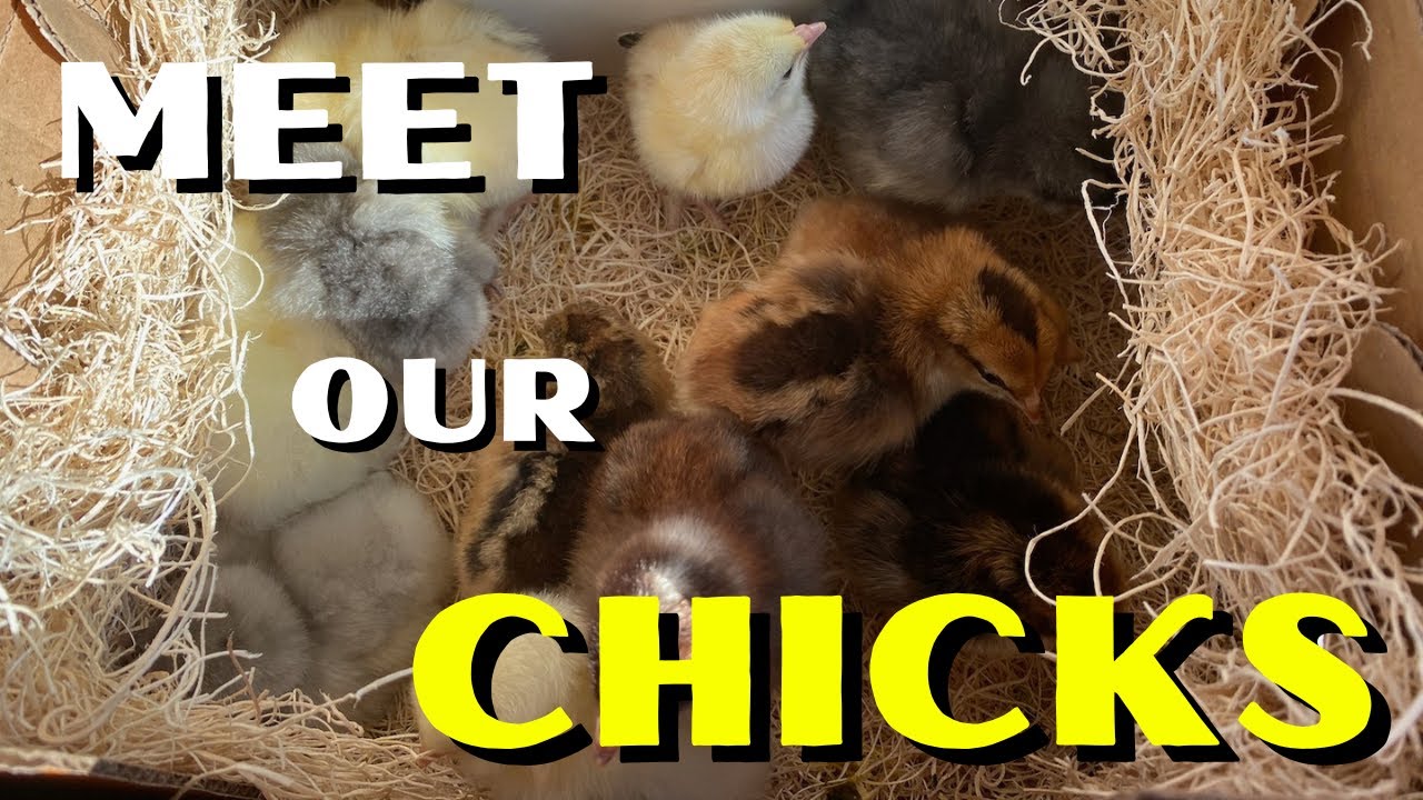 Meet Our Chicks! - YouTube