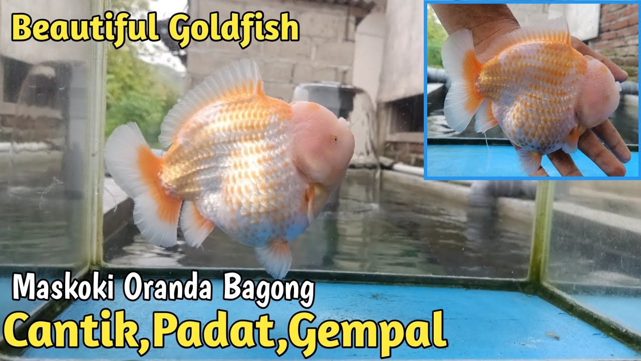 Ikan Maskoki Oranda Bagong Yang Cantik Padat dan Gempal - YouTube