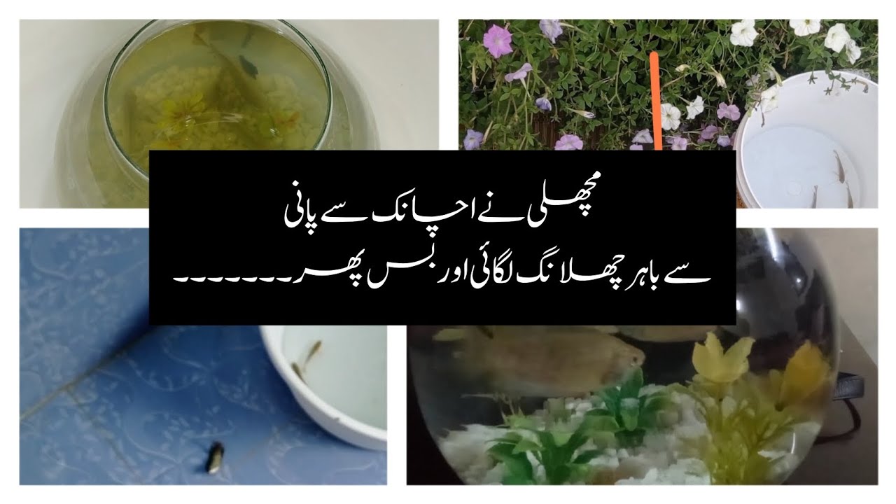 How To Clean Fish Bowl at Home 🐠 || V#09 - YouTube