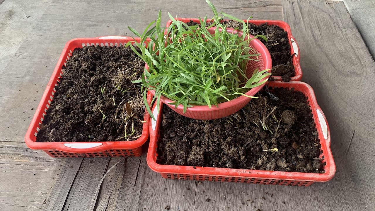 Growing vegetables your self at home doesn’t buy, Growing vegetables ...