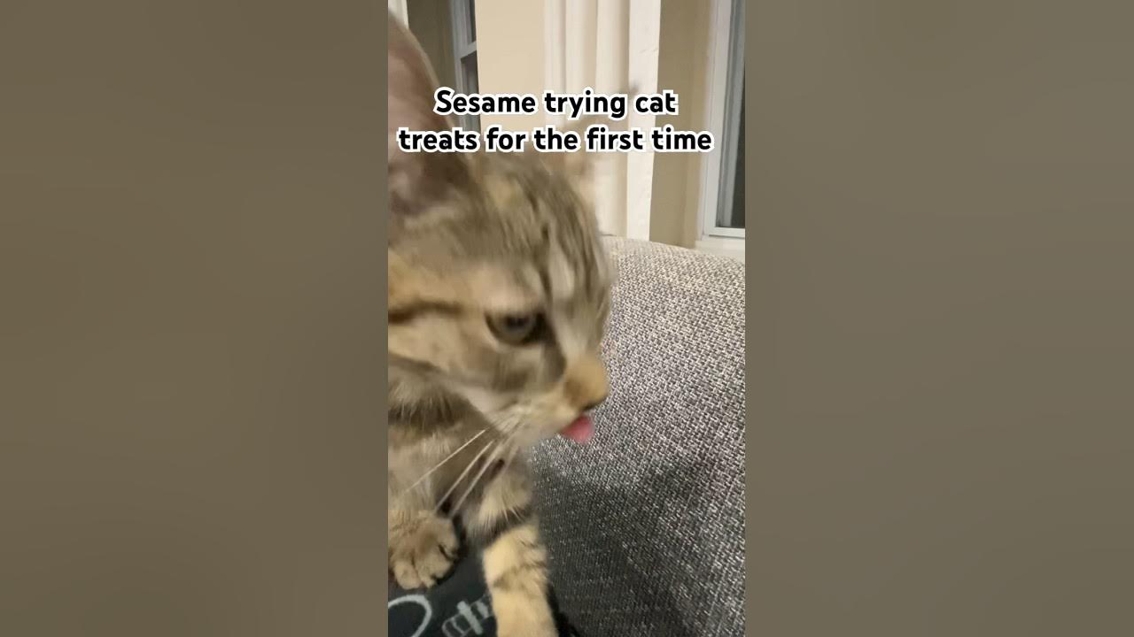Sesame trying cat treats for the first time #cat #cattreats #kitten #kittens #cats - YouTube