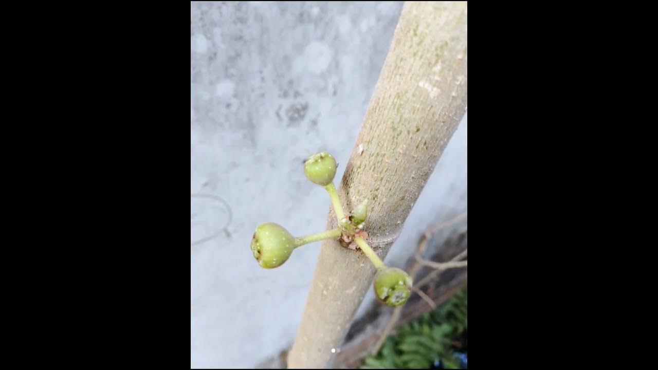 Ficus nota - YouTube