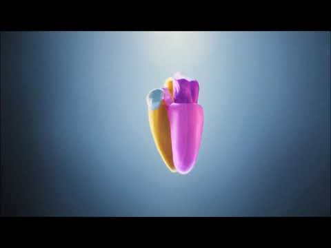 Philips Heart Model - YouTube