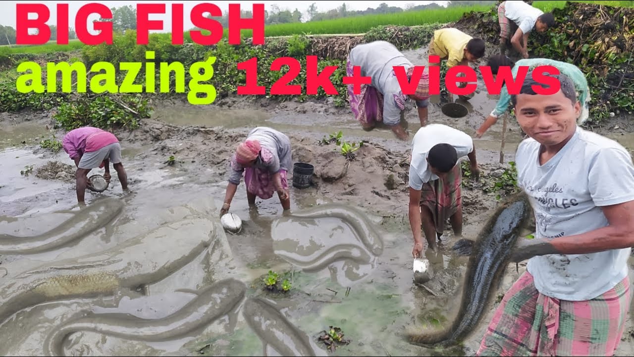 ammazing fish catching || #amazingtraditionalfishingbyvillagepeople ...