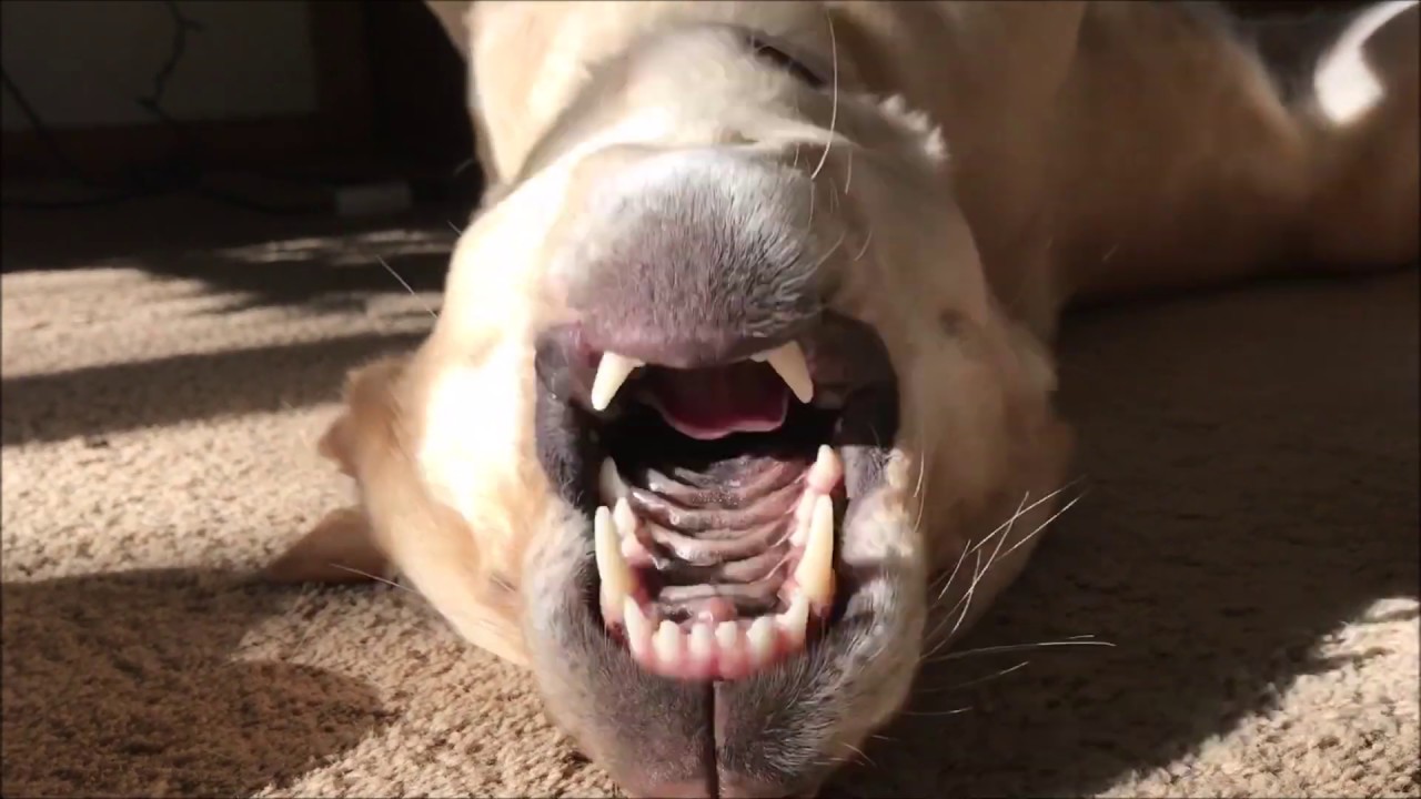 Vicious Mean Angry Yellow Lab - YouTube