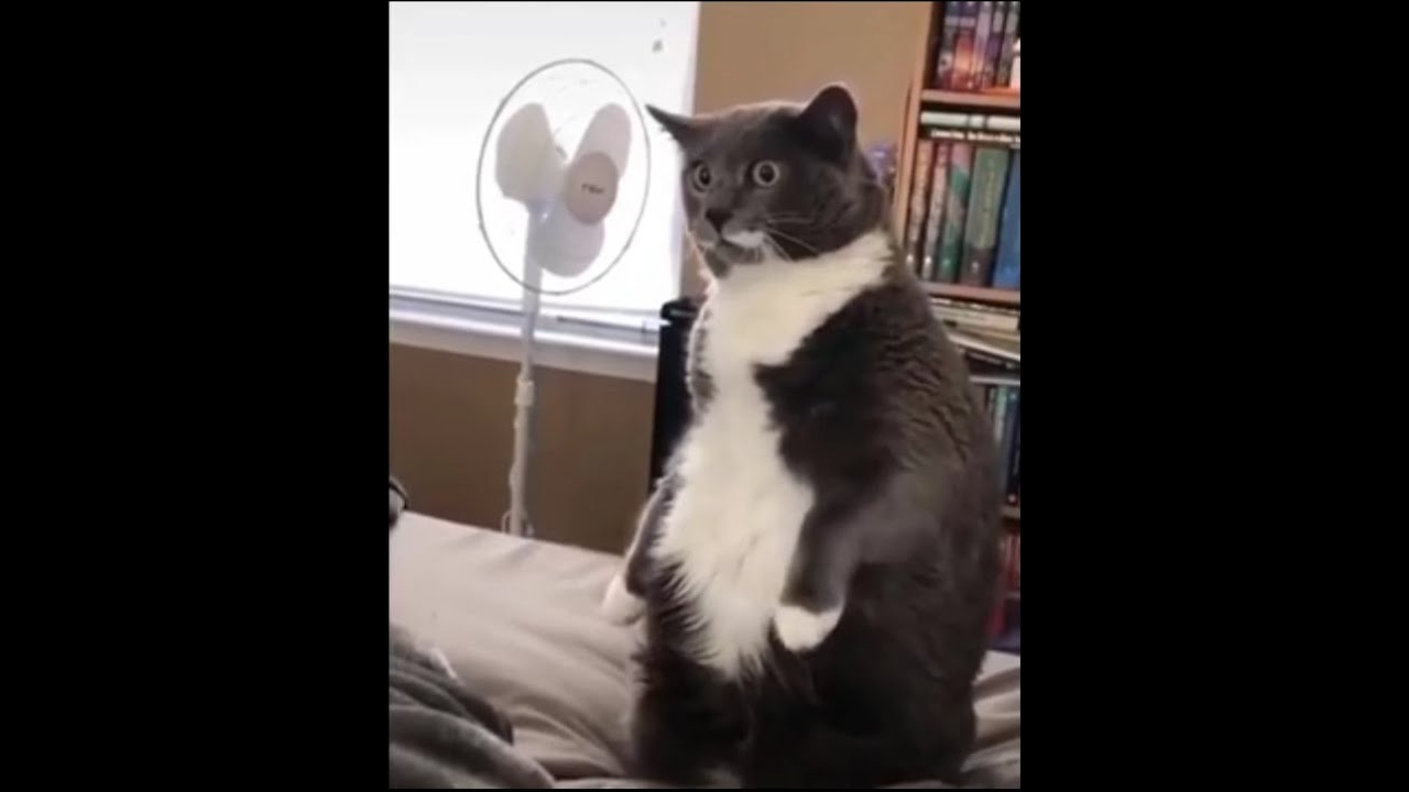 Sweet and Sour Funny Cat Antics - YouTube