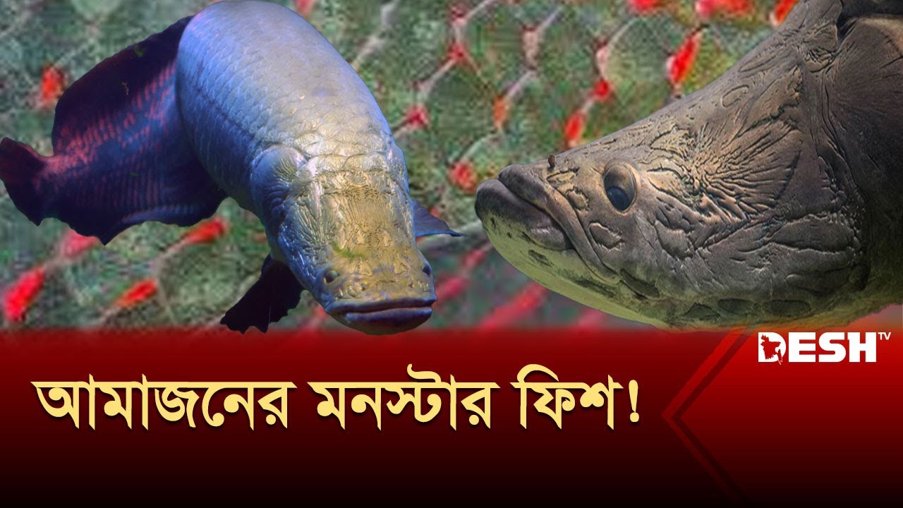 বুলেটপ্রুফ ভেস্ট থেকেও শক্ত যে মাছের আঁশ! | Arapaima | Monster Fish ...