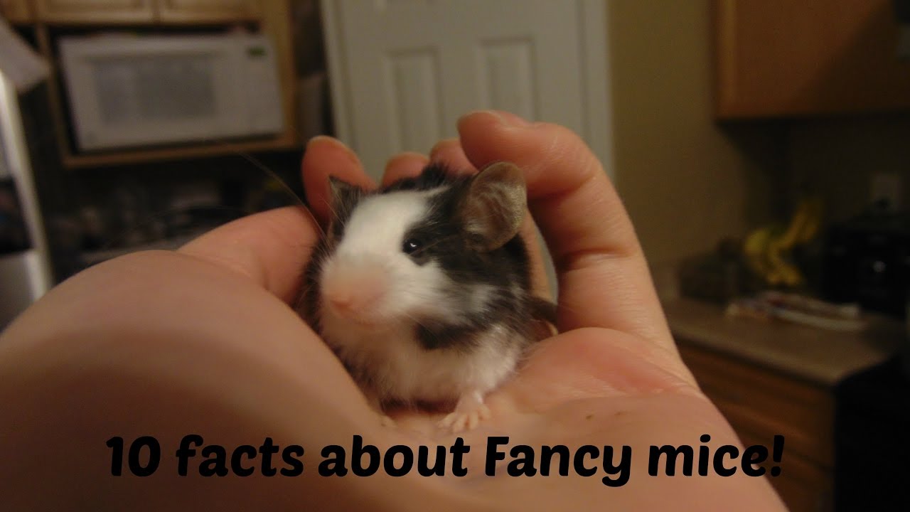 10 Facts about Fancy mice! - YouTube
