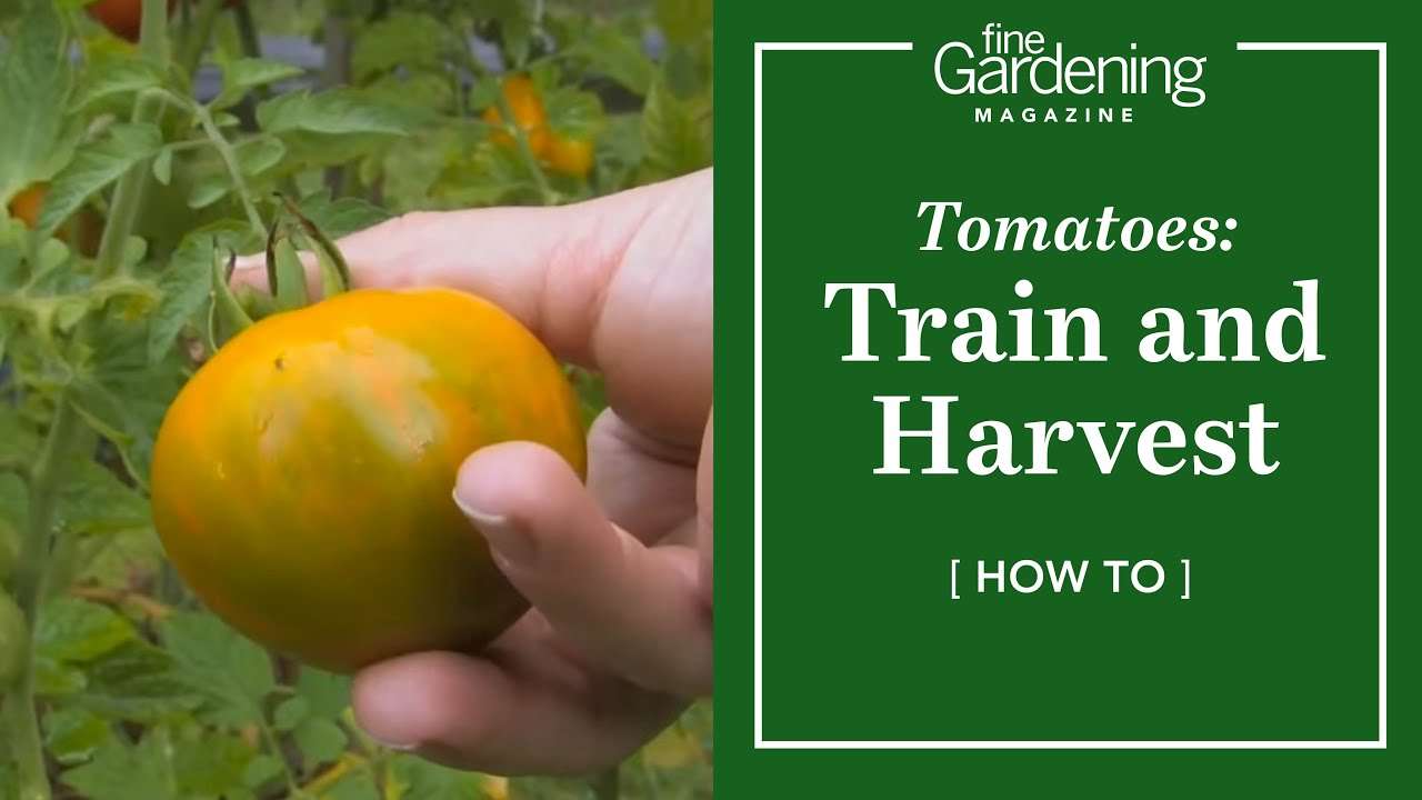 Tomatoes - Train and Harvest - YouTube