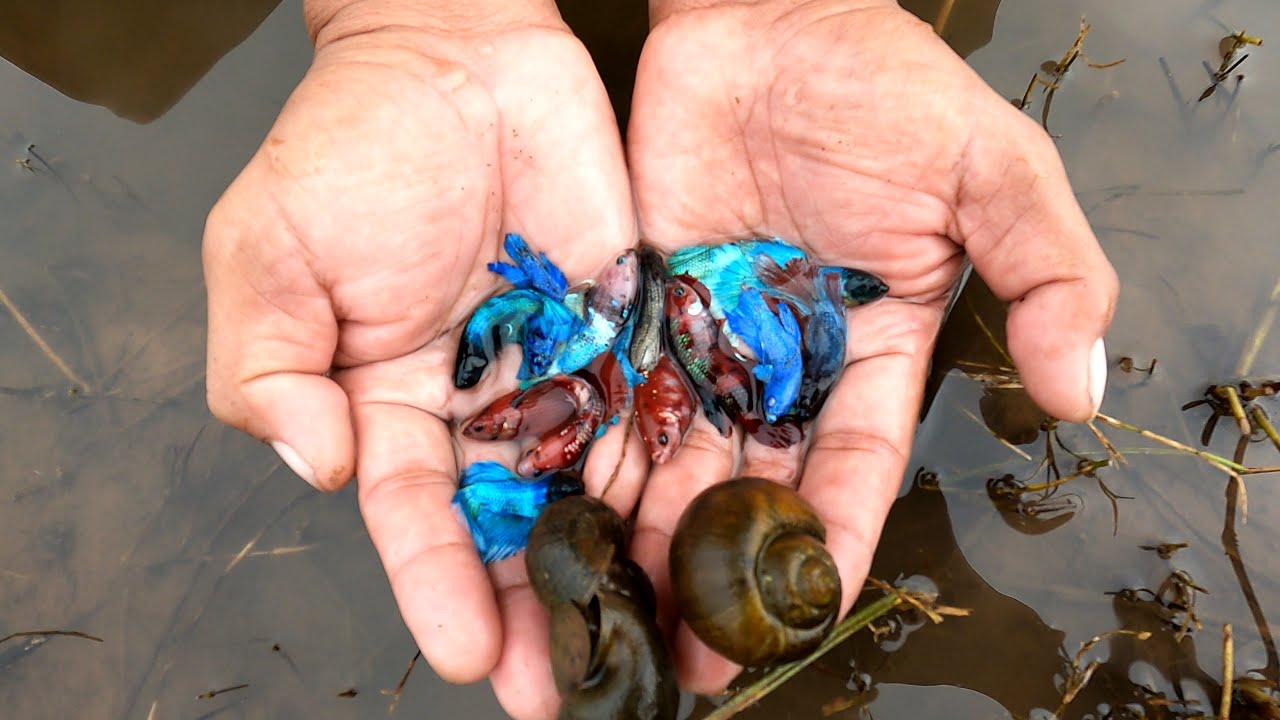 Best Technique Skill!! A Man Catch a lot of Beautiful Betta Fish on a ...