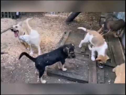Сбор малышам на корм - Гомeль! - YouTube