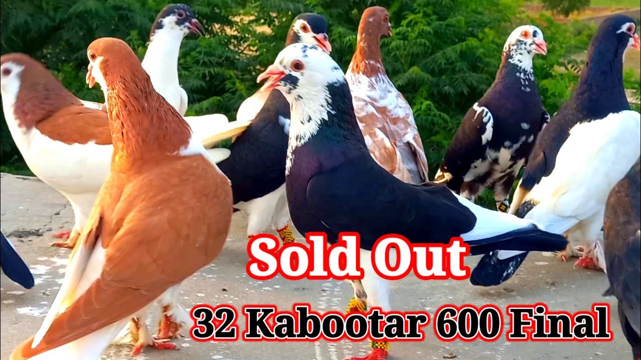 32 Kabootar 600 Final | Forsale Pigeons | Pigeon videos | - YouTube