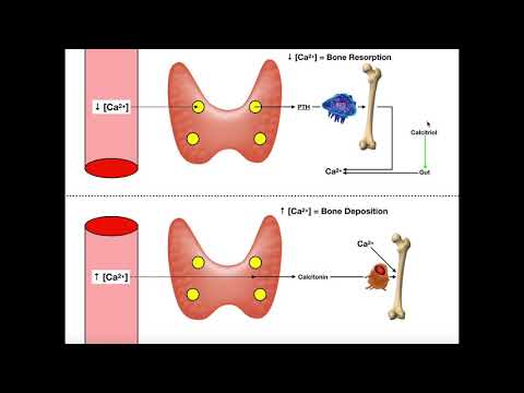 Regulation of Blood Calcium via PTH and Calcitonin