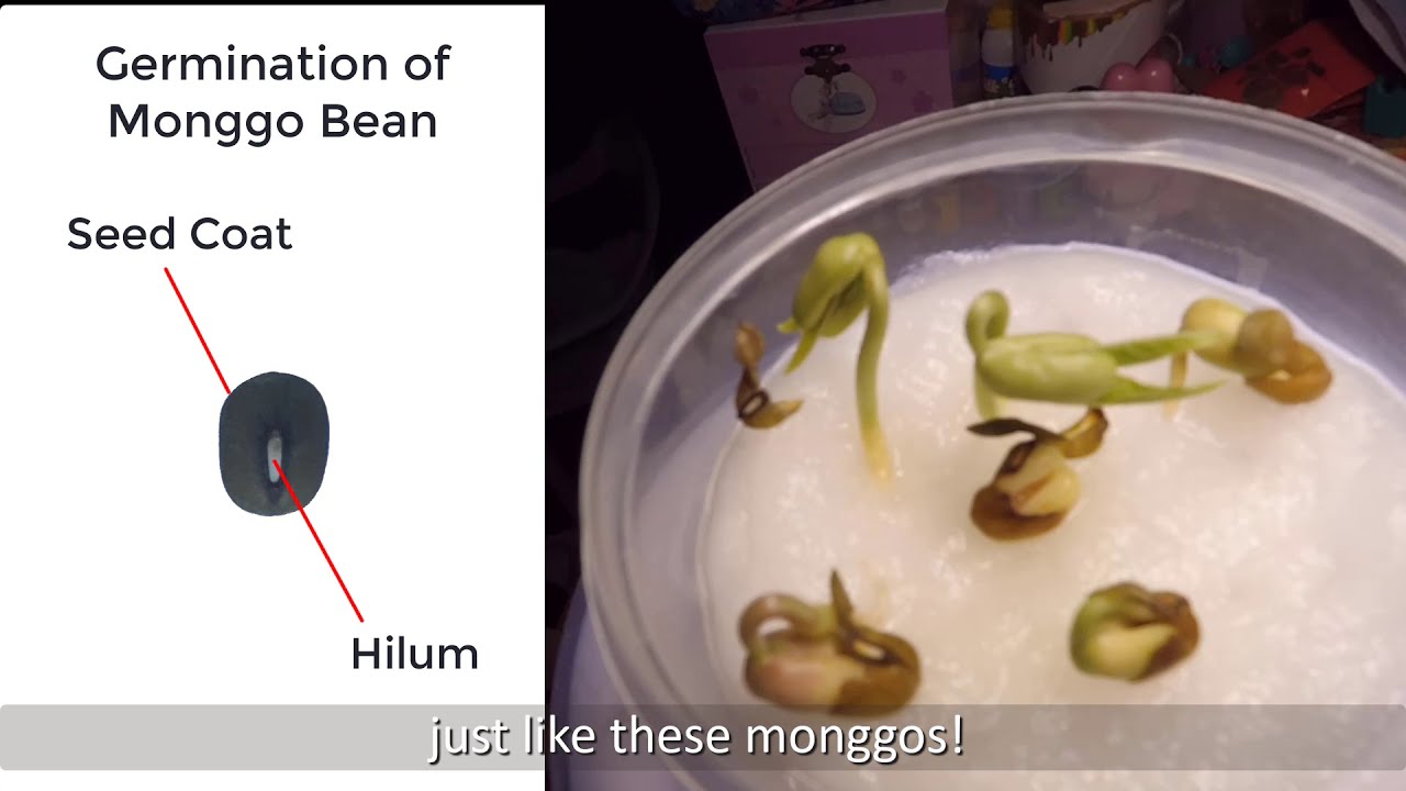 Germination of Monggo Bean (Time Lapse Recording) - YouTube
