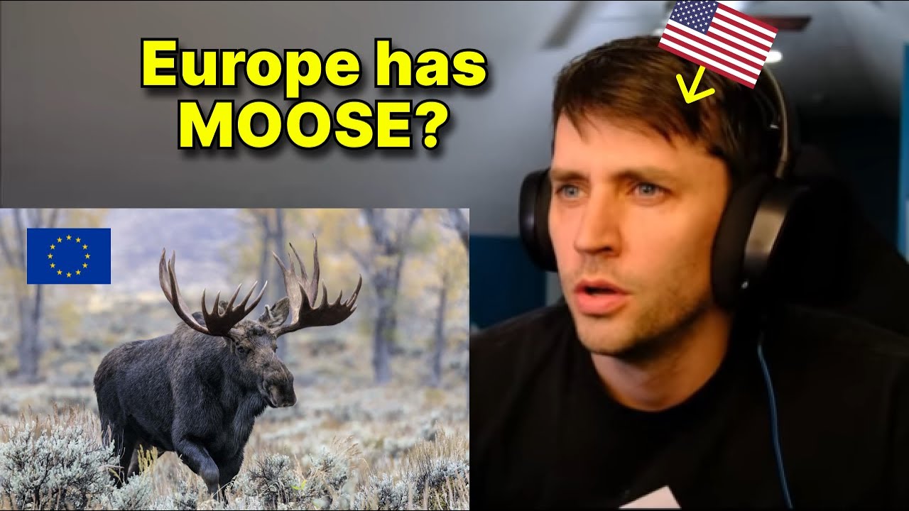 American reacts to European Animals vs American Animals - YouTube