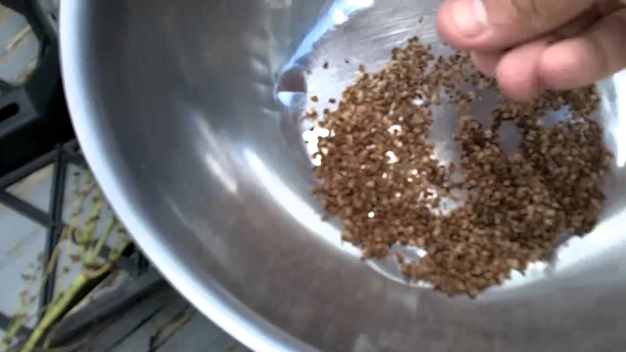 Saving Seeds - The Easy Way!!! Seperating Seeds From Chaff - YouTube