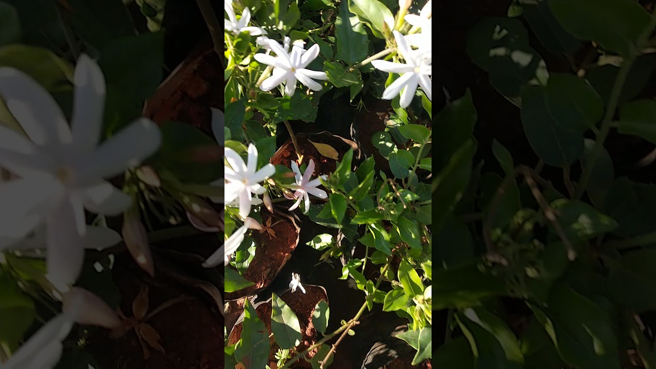 virajaji flowers - YouTube