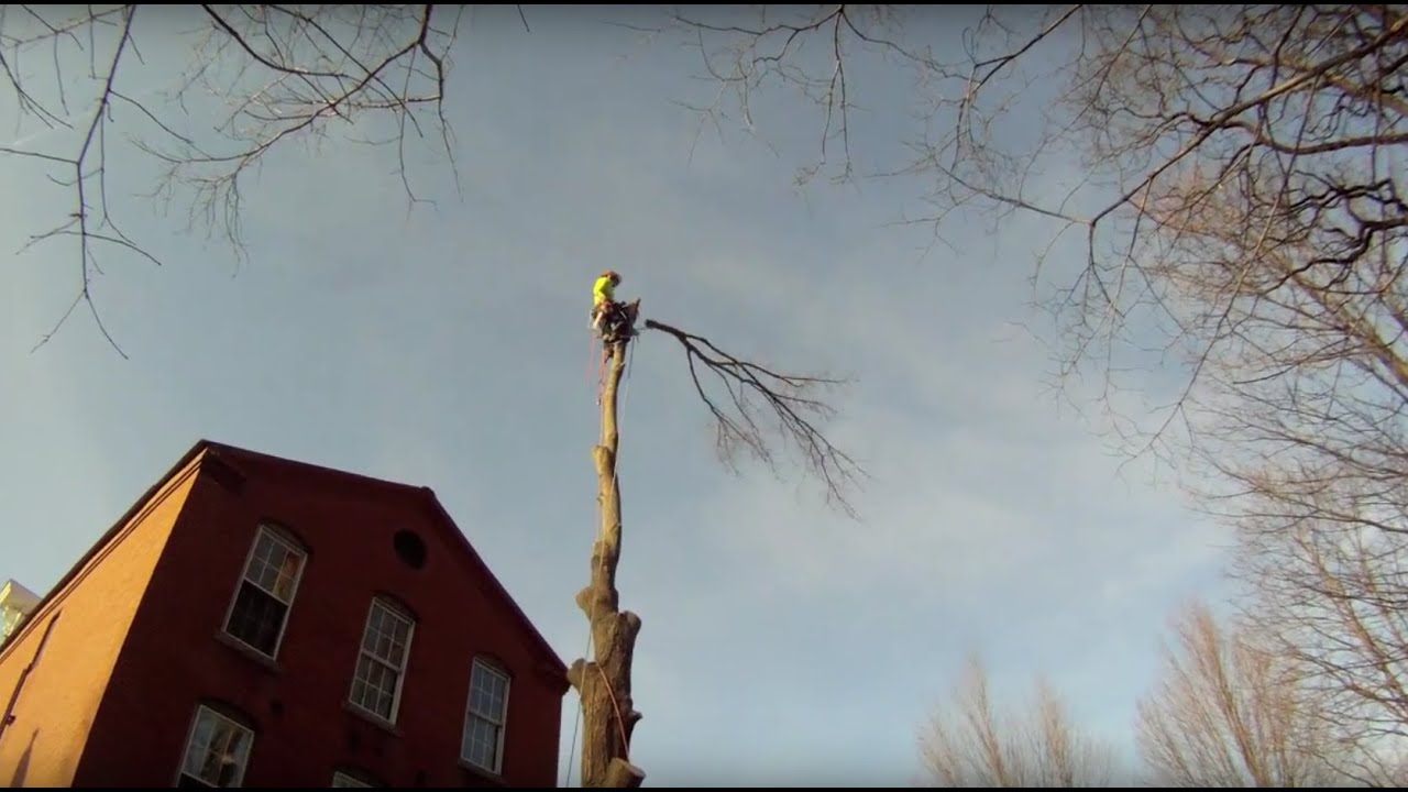 Tree Work Compilation Early Winter 2015 - YouTube