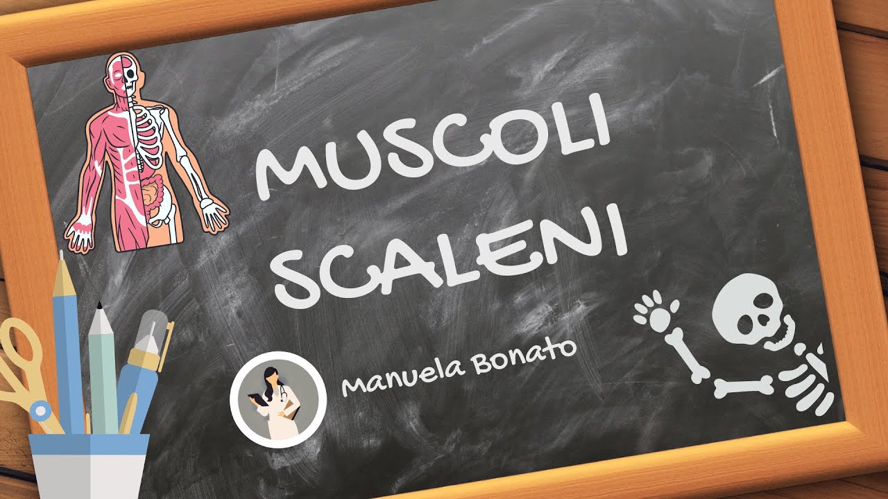 MUSCOLI SCALENI: cosa fanno e come si allungano - YouTube