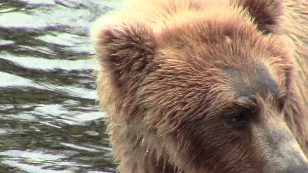 Grizzly bear claws and face close ups - Katmai National Park, Alaska ...