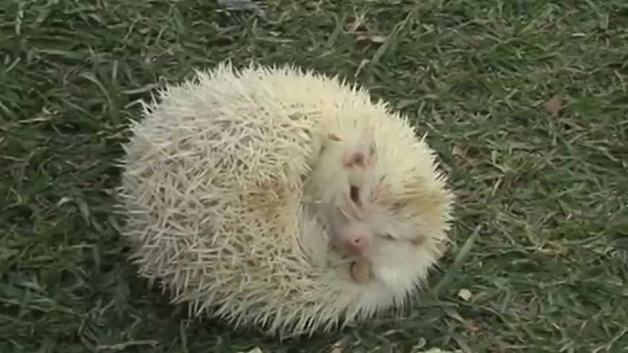 EL ERIZO ALBINO - YouTube