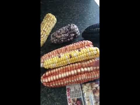 Ancient Inca Giant Peru choklo corn full pieces - YouTube