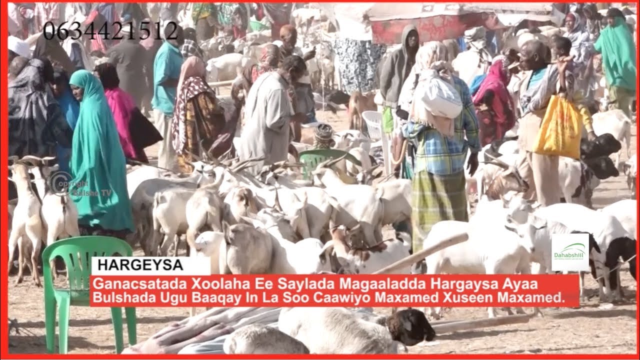 Gannacsatada xoolaha Saylada Hargeisa Oo Bulshada Ugu Baaqay In La Soo ...