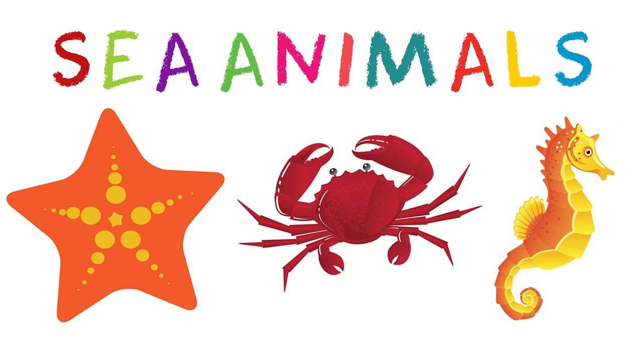 Learn Sea Animals for Kids | Water Animals | Animals in the Sea, Ocean ...