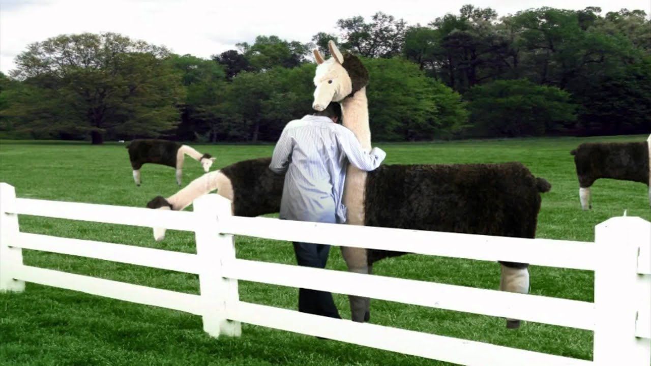 True Llama love - YouTube