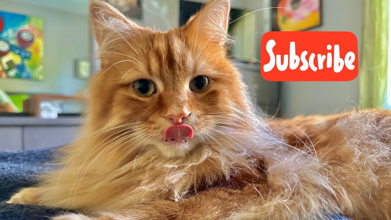 Friday Fluff - Live stream - YouTube