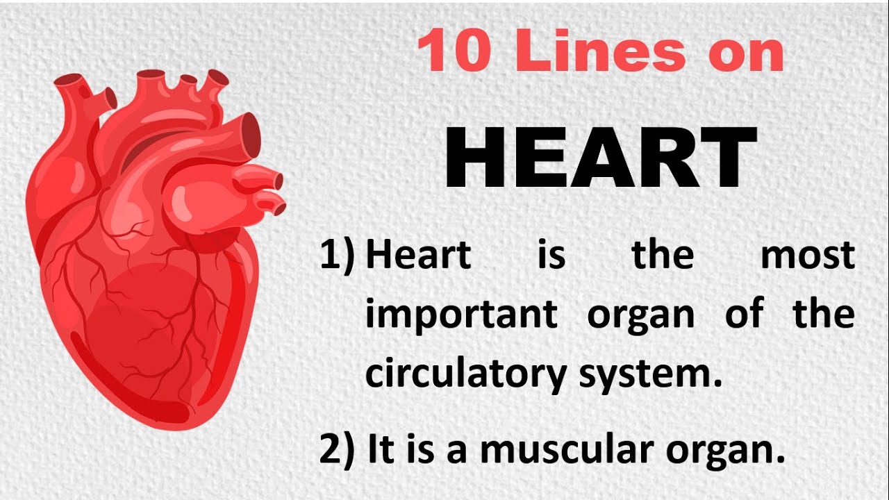 Few Lines on Heart in English | 10 Lines on Heart | About Human Heart ...